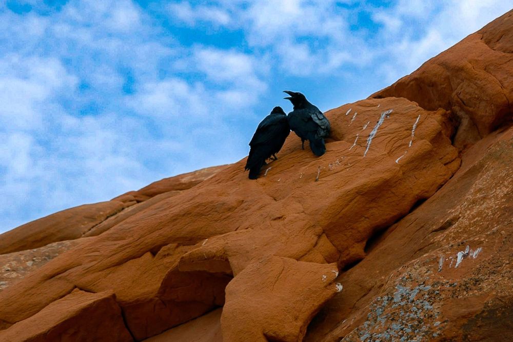 Utah Arches National Park Crows | Photo Impressions by Fern Shaffer
