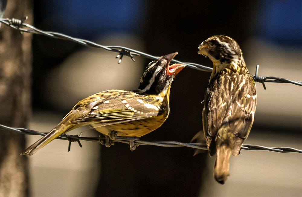 Washington Feathered Feeding | Framer Gallery | Framed Wall Art Prints