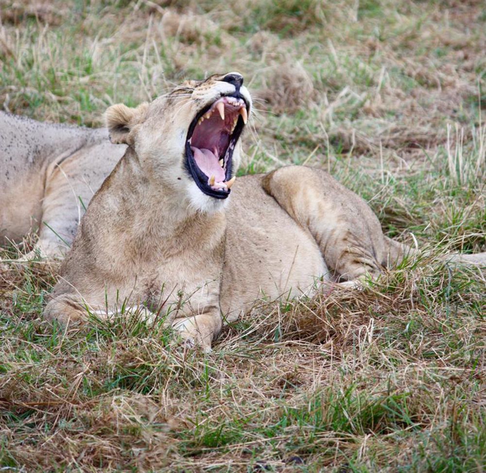 Wide Yawning Lion | Framer Gallery | Framed Wall Art Prints