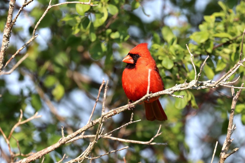 Angry Birds - Northern Cardinal | Framer Gallery | Framed Wall Art Prints