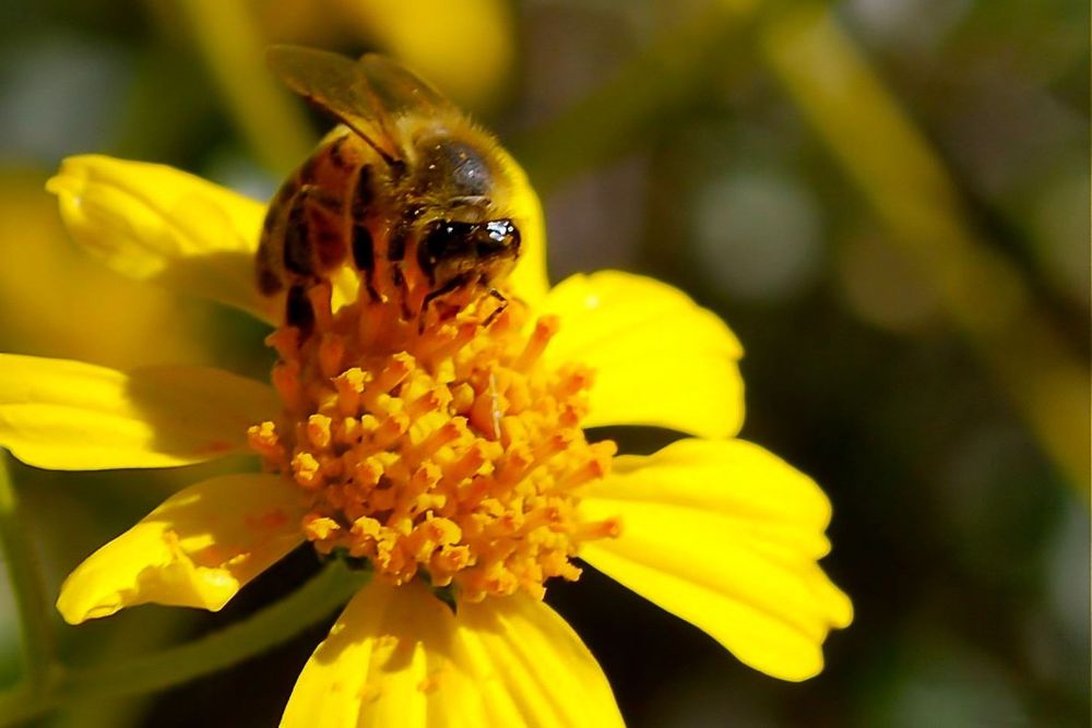 Arizona Harmony Bee Pollinating Flower | Photo Impressions by Fern Shaffer