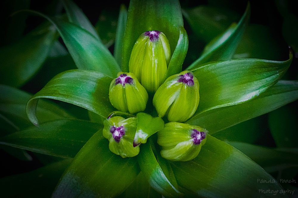 Budding Flowers | Framer Gallery | Framed Wall Art Prints
