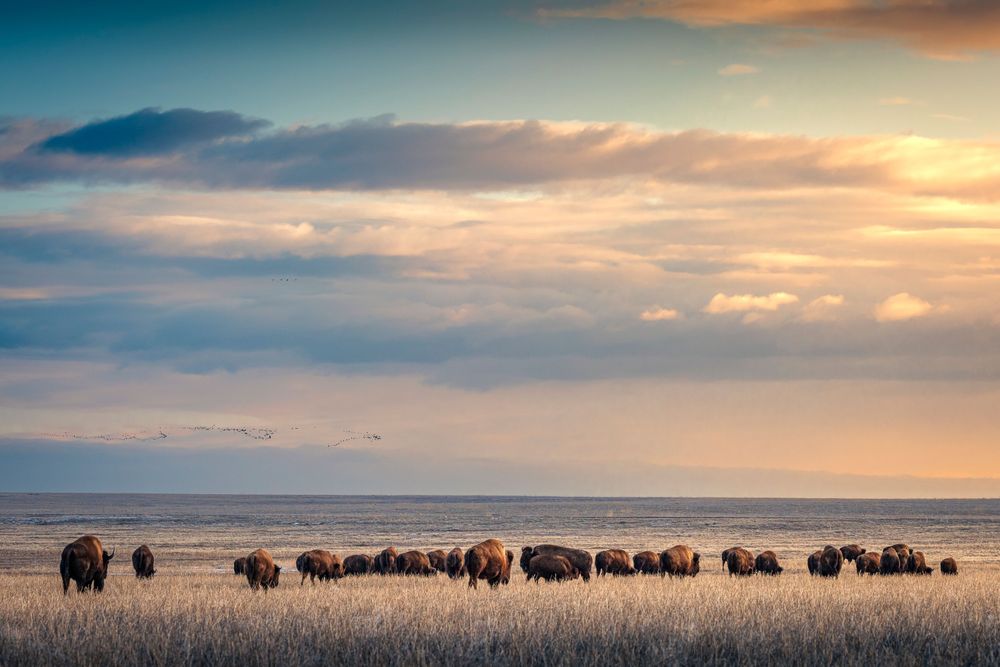 Buffalo Sunrise | Framer Gallery | Wall Art & Prints
