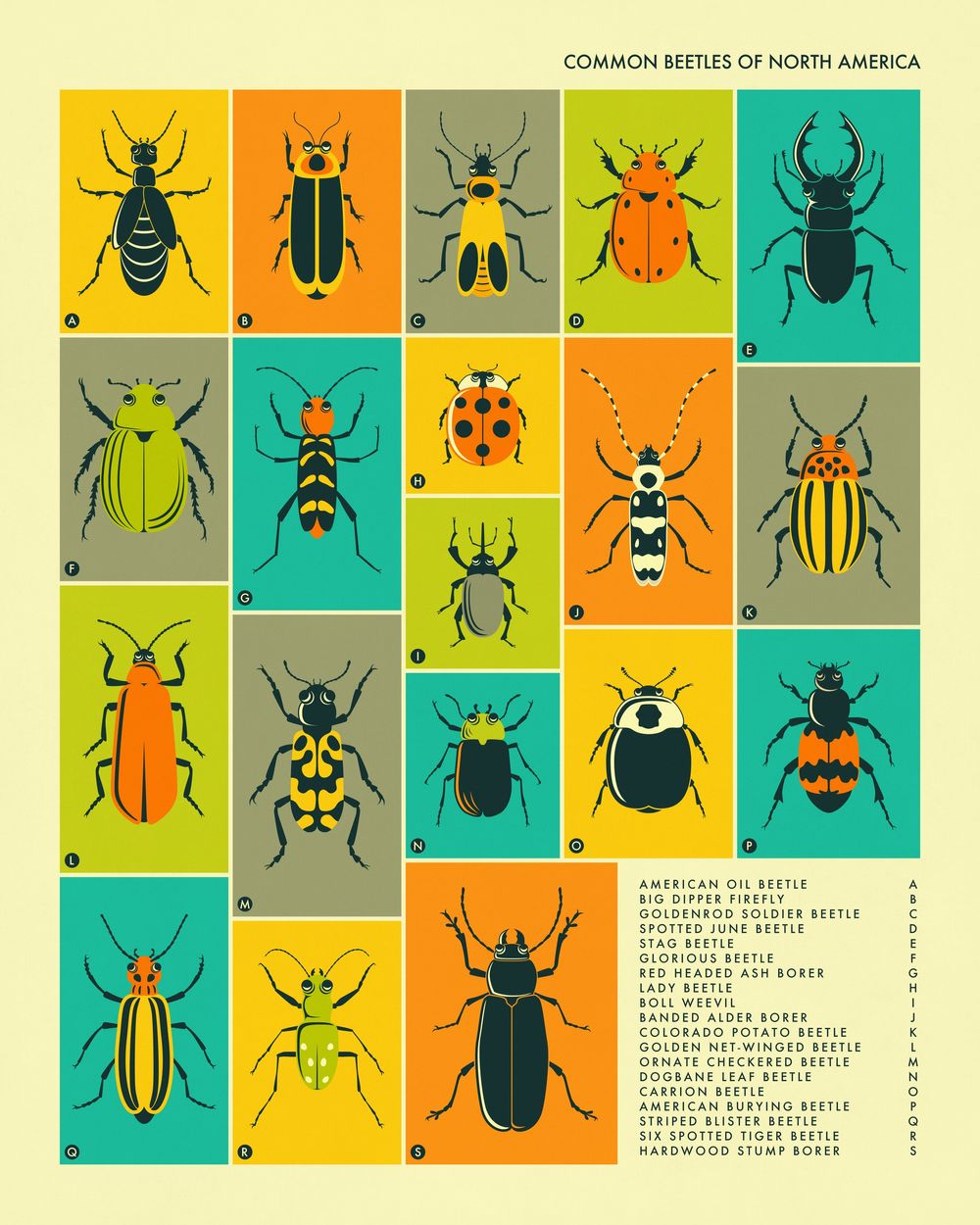 Common Beetles of North America | Framer Gallery | Framed Wall Art Prints