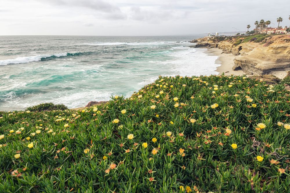 Coastal Bloom | Framer Gallery | Framed Wall Art Prints