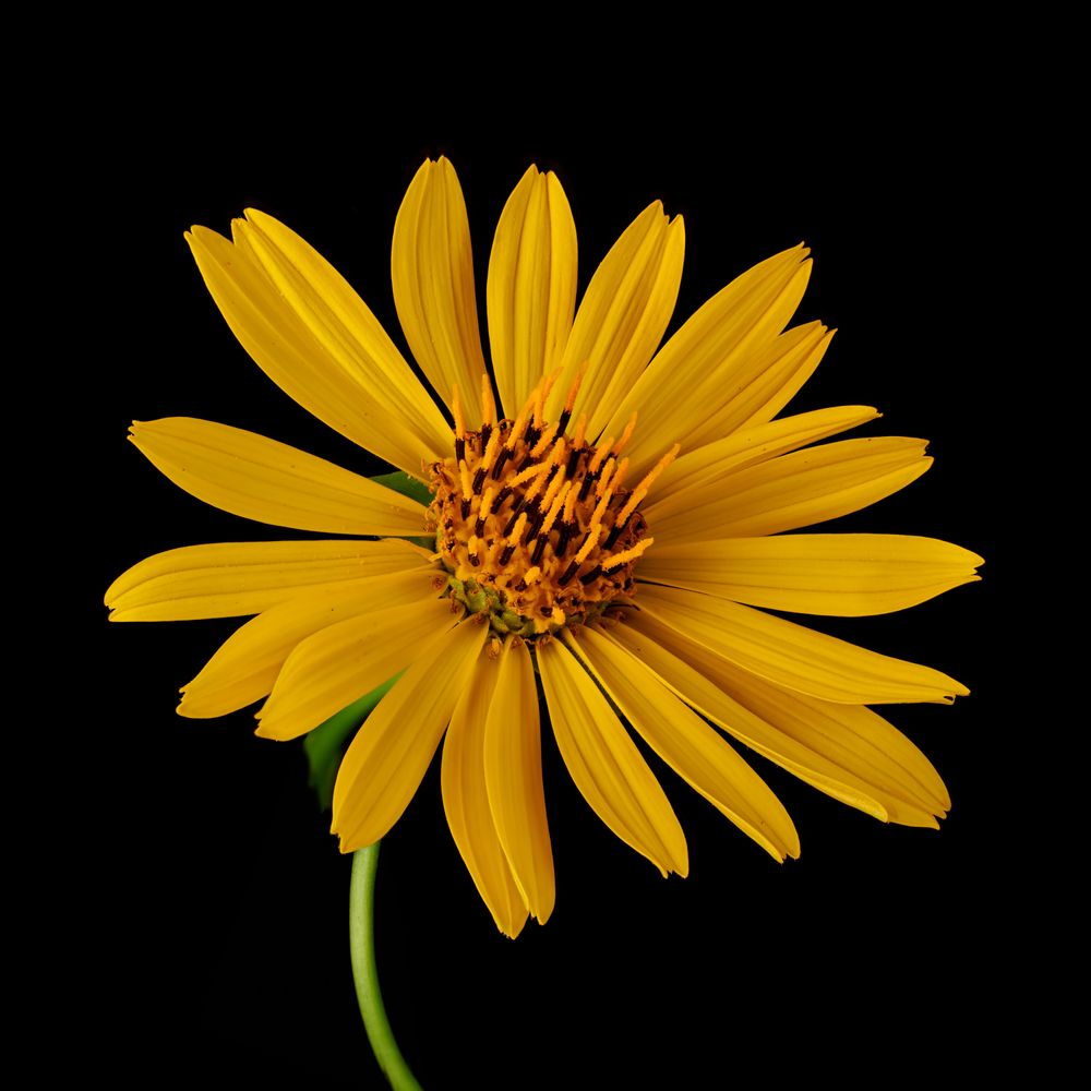 Cup Plant Flower | Framer Gallery | Framed Wall Art Prints