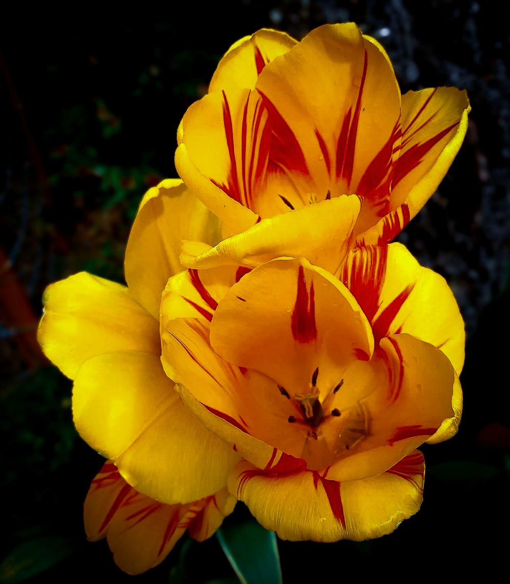 Washington Dragon Tulip | Photo Impressions by Fern Shaffer