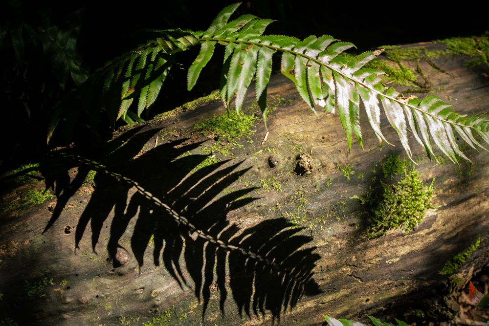 Fern & Shadow | Framer Gallery | Framed Wall Art Prints