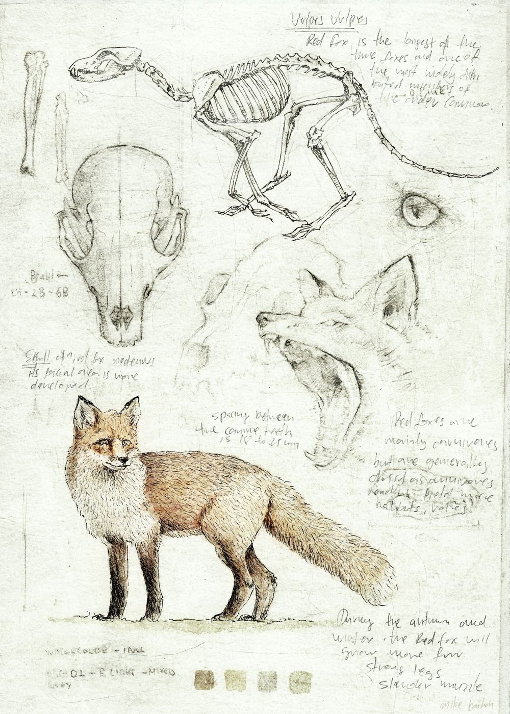 fox anatomy | Framer Gallery | Framed Wall Art Prints