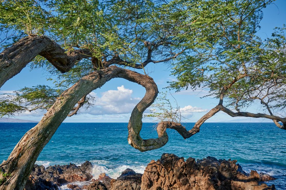 Hawaiian Koa Tree | Framer Gallery | Framed Wall Art Prints