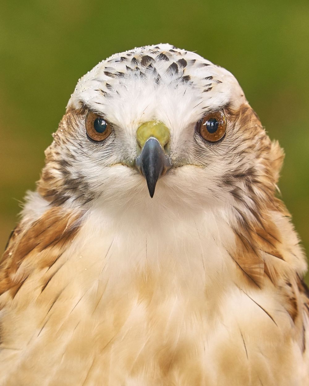 Hawk eyes | Framer Gallery | Framed Wall Art Prints