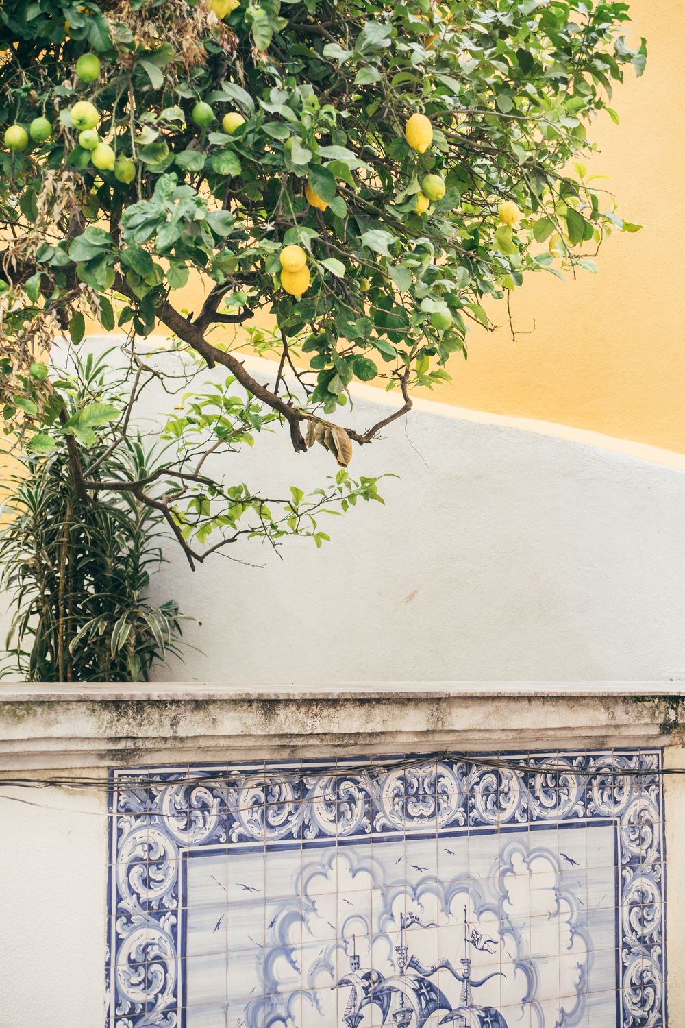 Lemon Tree in Portugal | Framer Gallery | Framed Wall Art Prints