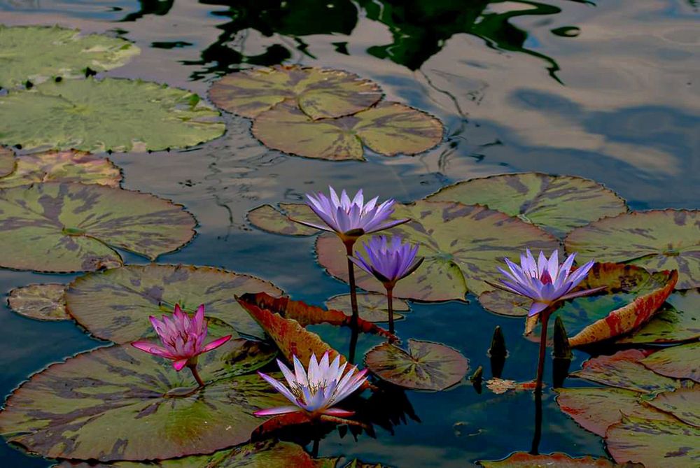 Colorado Lilies in Bloom | Framer Gallery | Framed Wall Art Prints