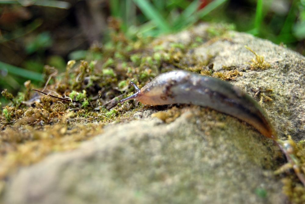 Little Slug | Framer Gallery | Wall Art & Prints