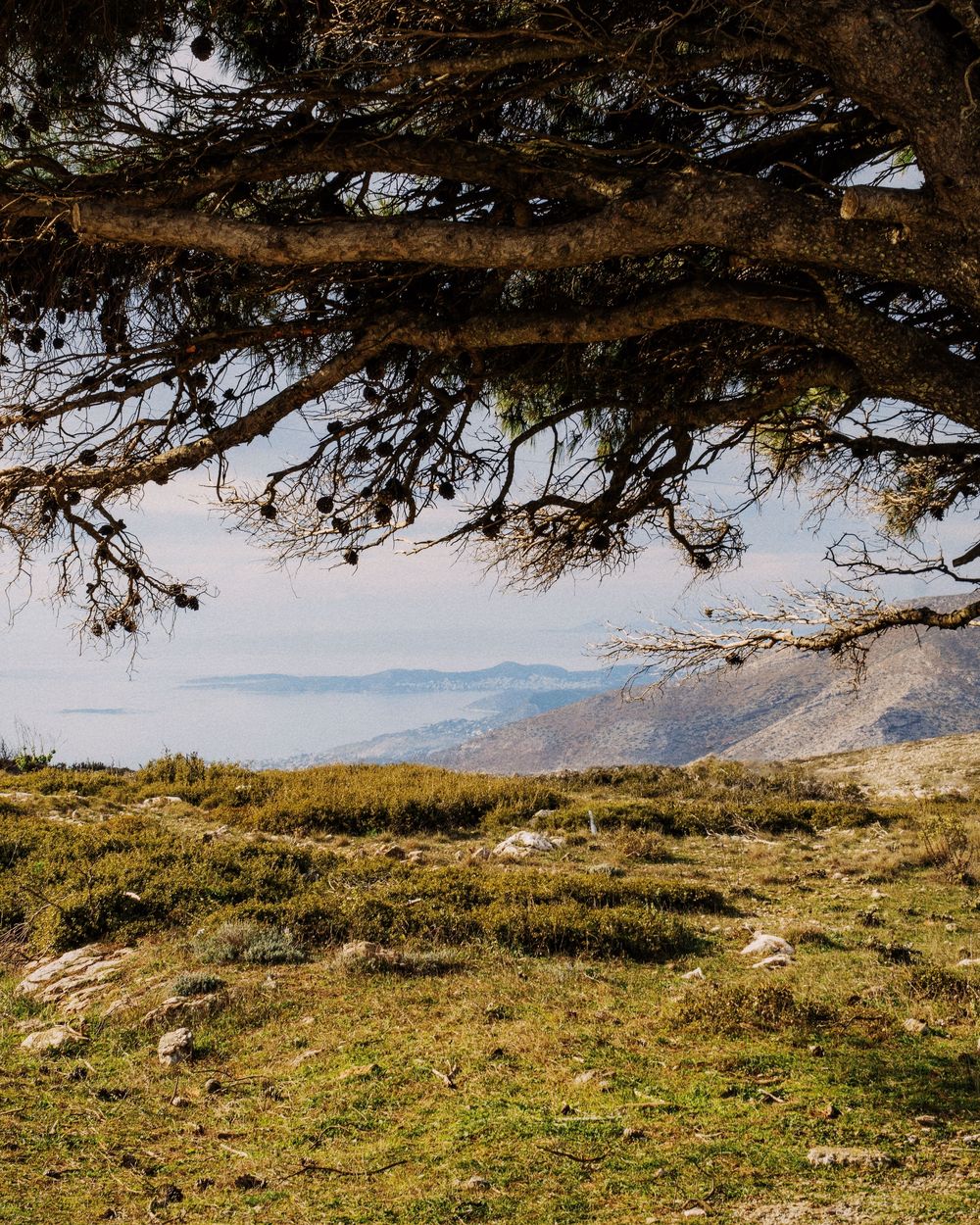 Nature's Frame | Framer Gallery | Framed Wall Art Prints