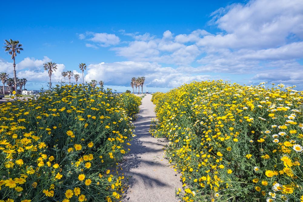 Pathway to Sunshine | Framer Gallery | Framed Wall Art Prints