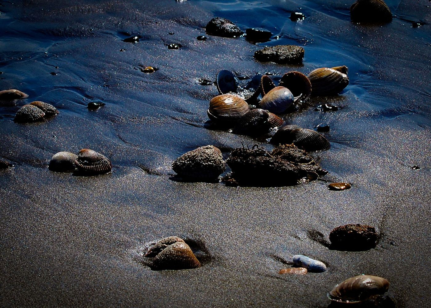 Washington Tide's Bounty | Photo Impressions by Fern Shaffer