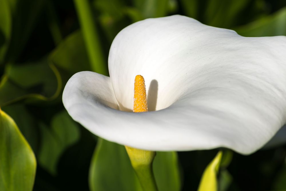 Serenity in Bloom | Framer Gallery | Wall Art & Prints