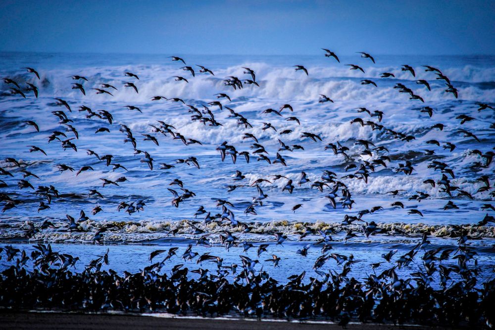 Washington Wings Over Waves | Photo Impressions by Fern Shaffer
