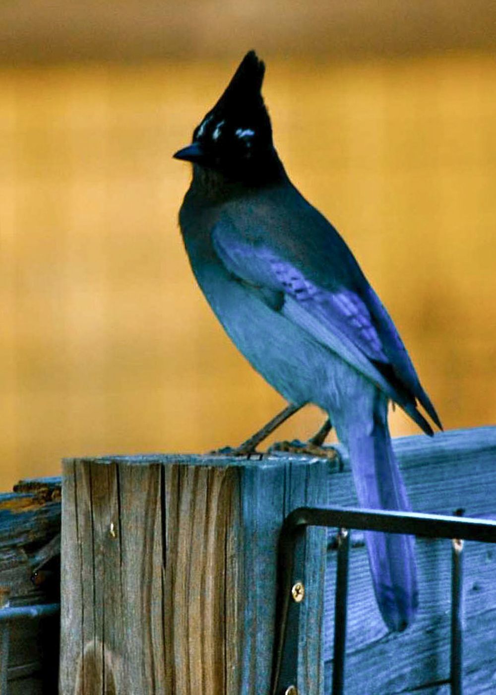 Colorado The Sentinel Perch | Photo Impressions by Fern Shaffer